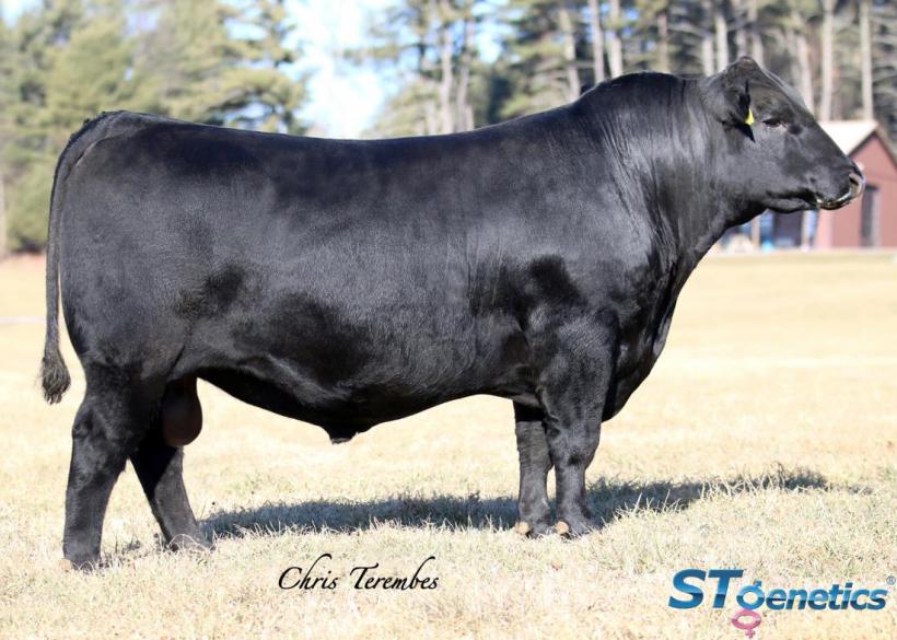 Angus Stud Sires - Wakefield Charolais