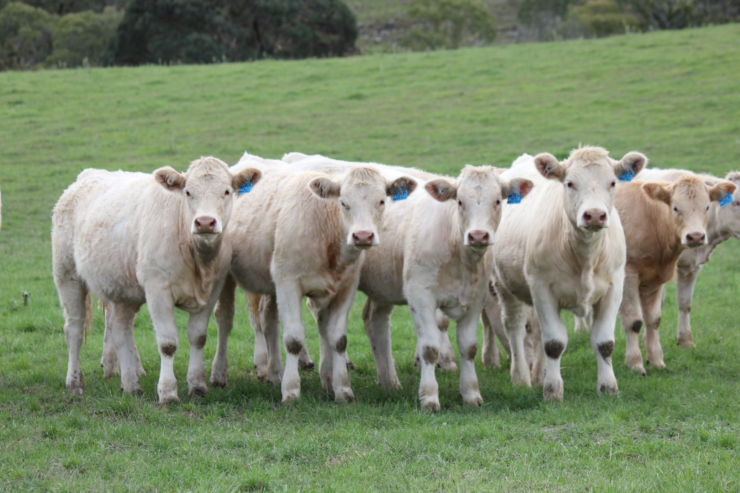 Charolais Stud Sires - Wakefield Charolais